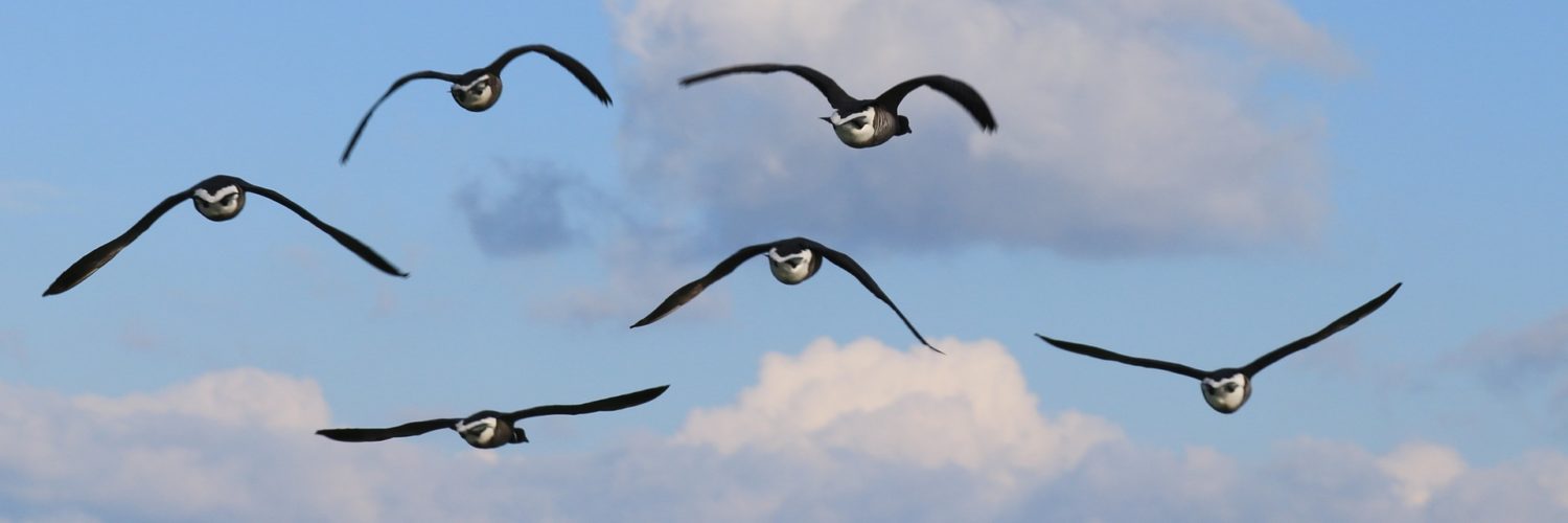 cropped-birds-893134_1920.jpg – Guri Tyldum